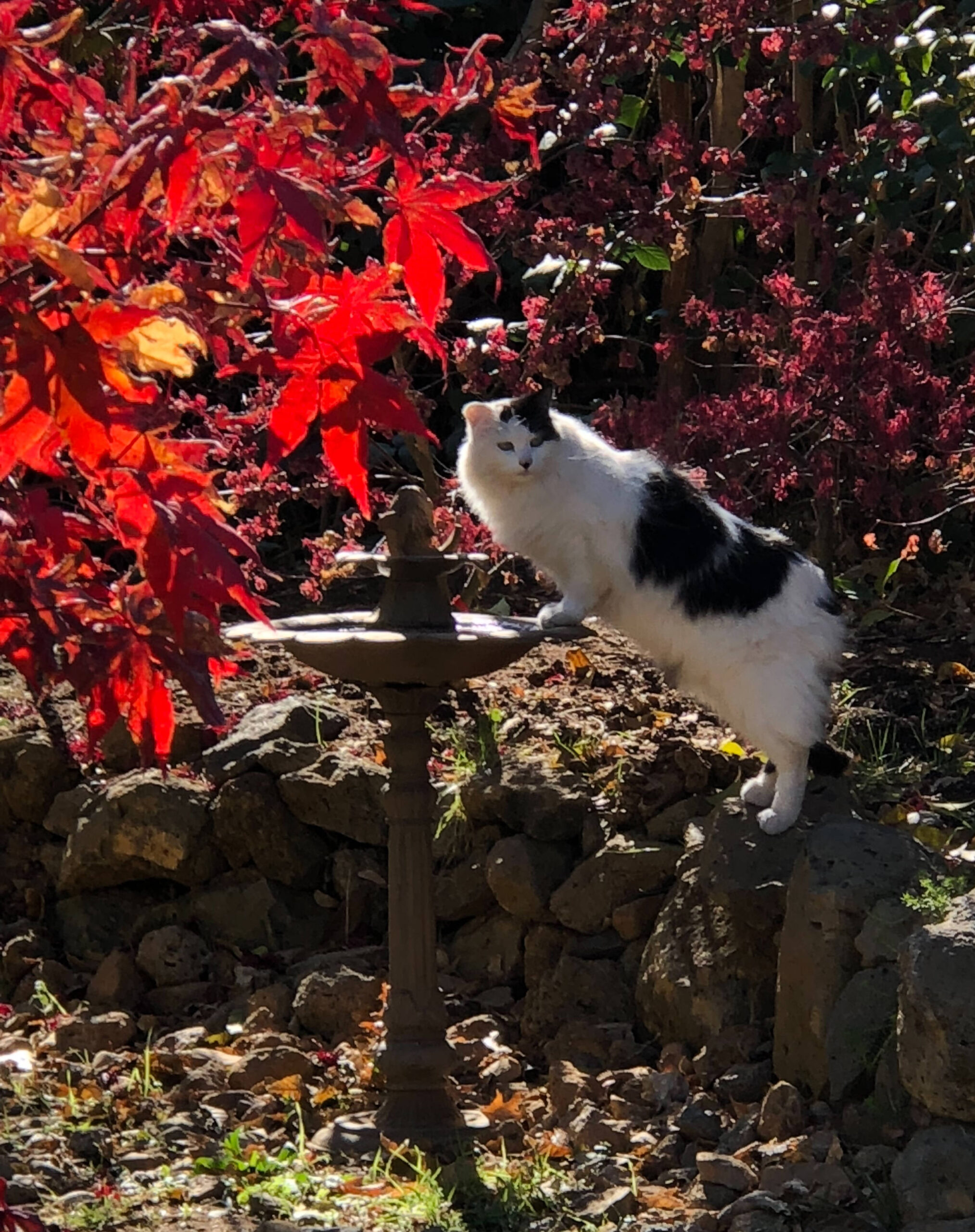 About – Saving Shasta Cats
