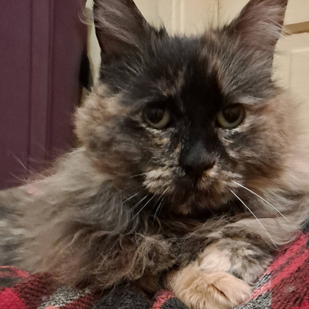 callie – Saving Shasta Cats